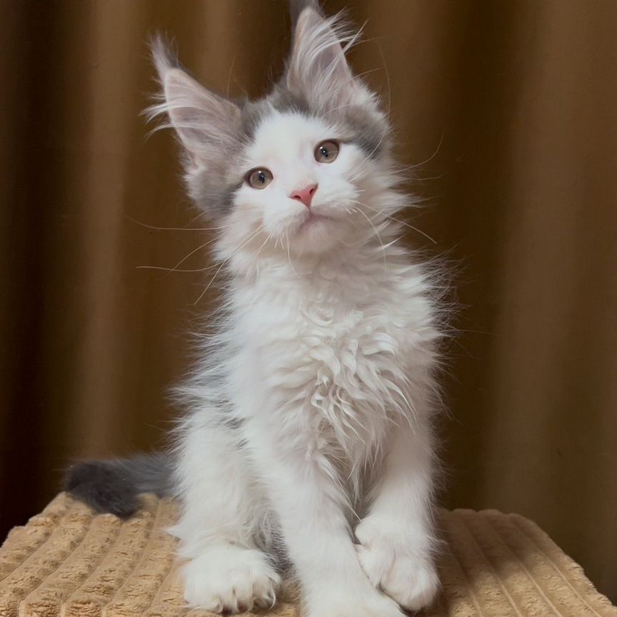 Мейн-кун полидакт