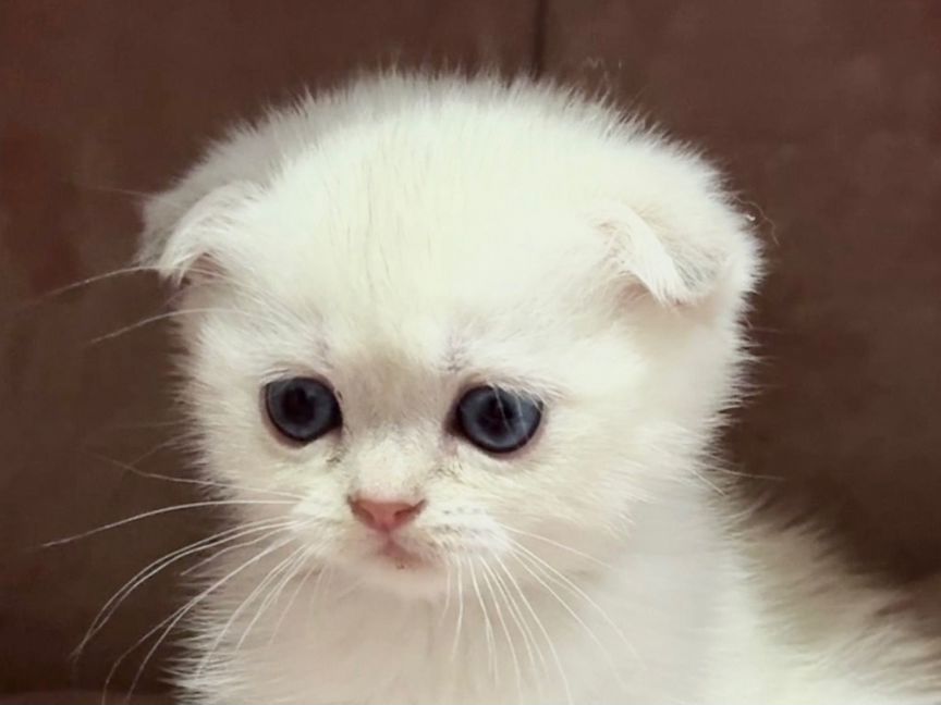 Шотландские котята серебристая шиншилла