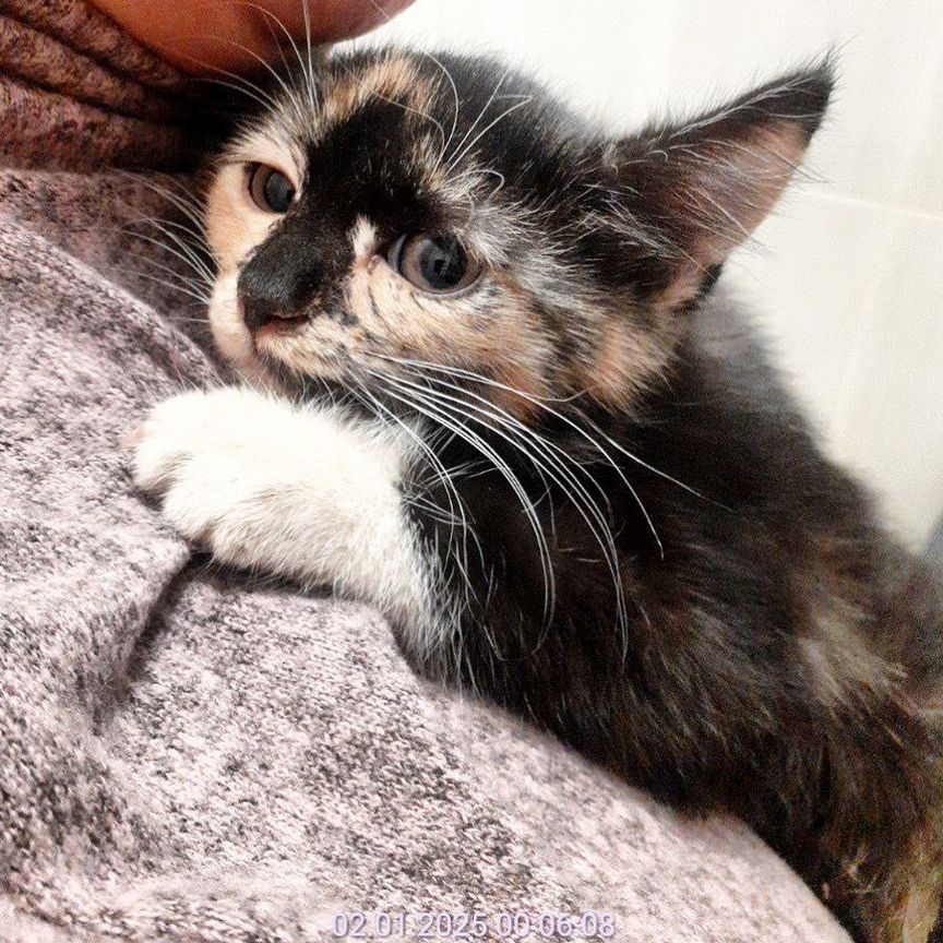 Котенок-девочка, 2,5 месяца, трехцветная