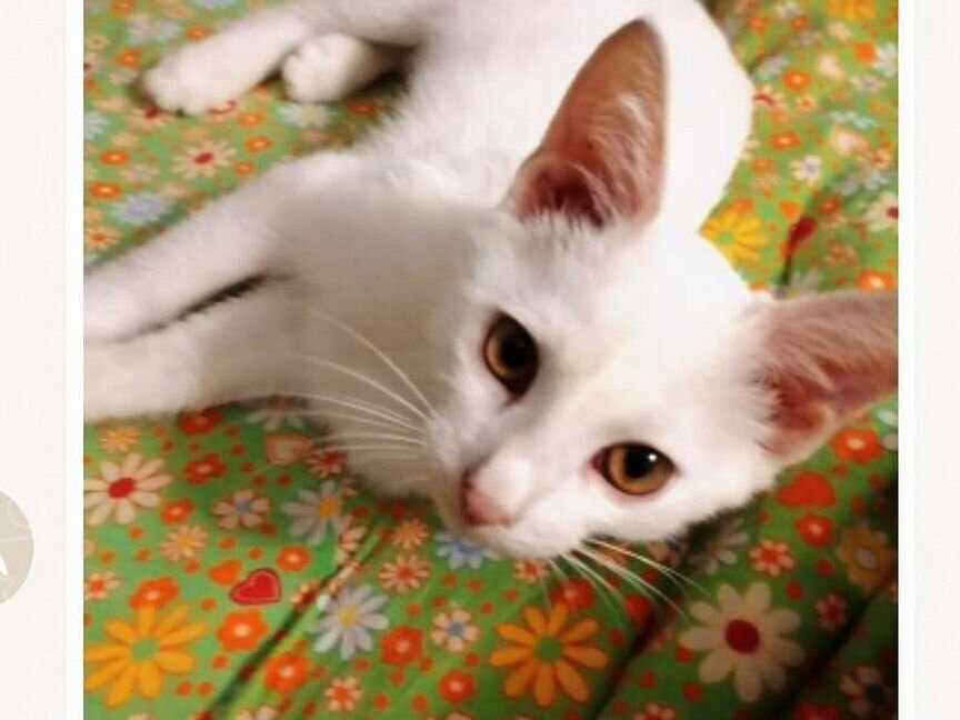 Умненький,благородный котенок в добрые руки