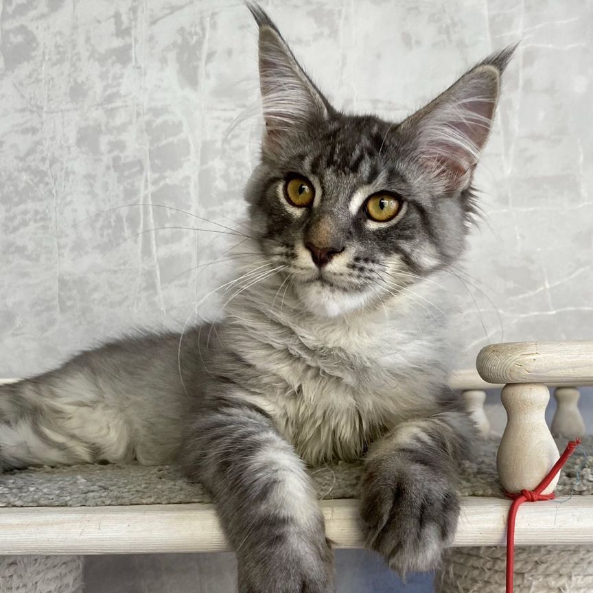 Мейн-кун мальчик