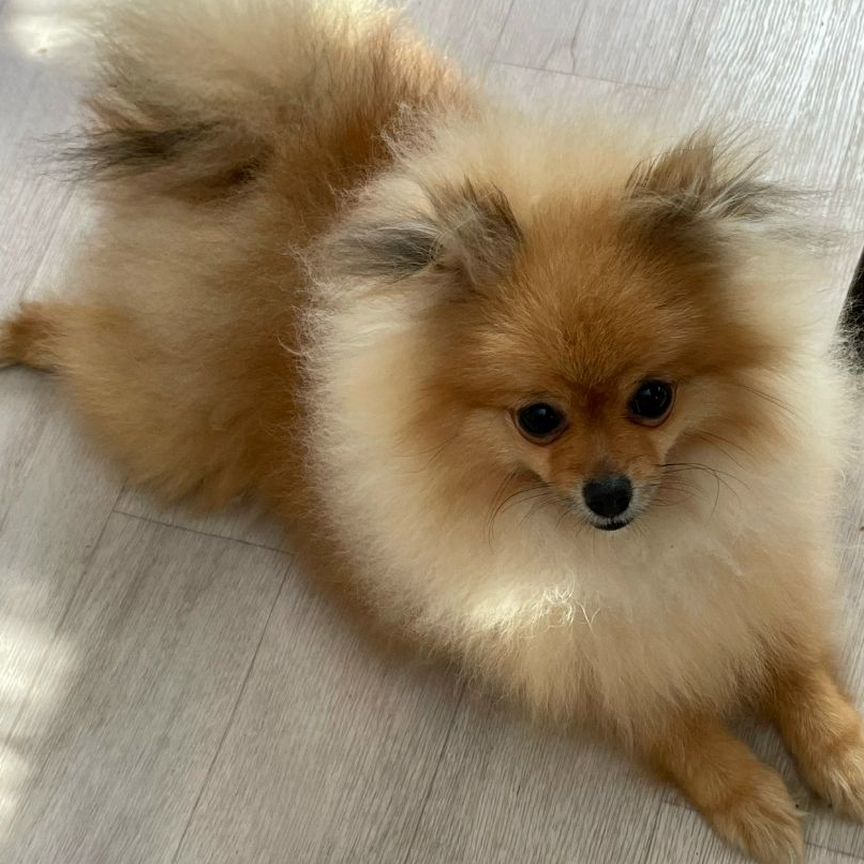 Померанский шпиц, взрослая собака