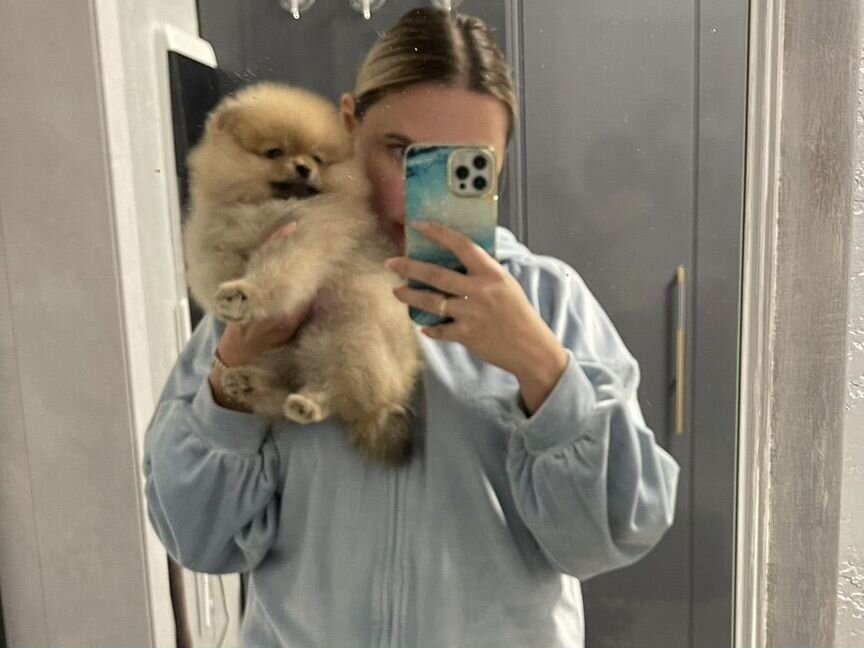 Мальчик шпиц толстолапый