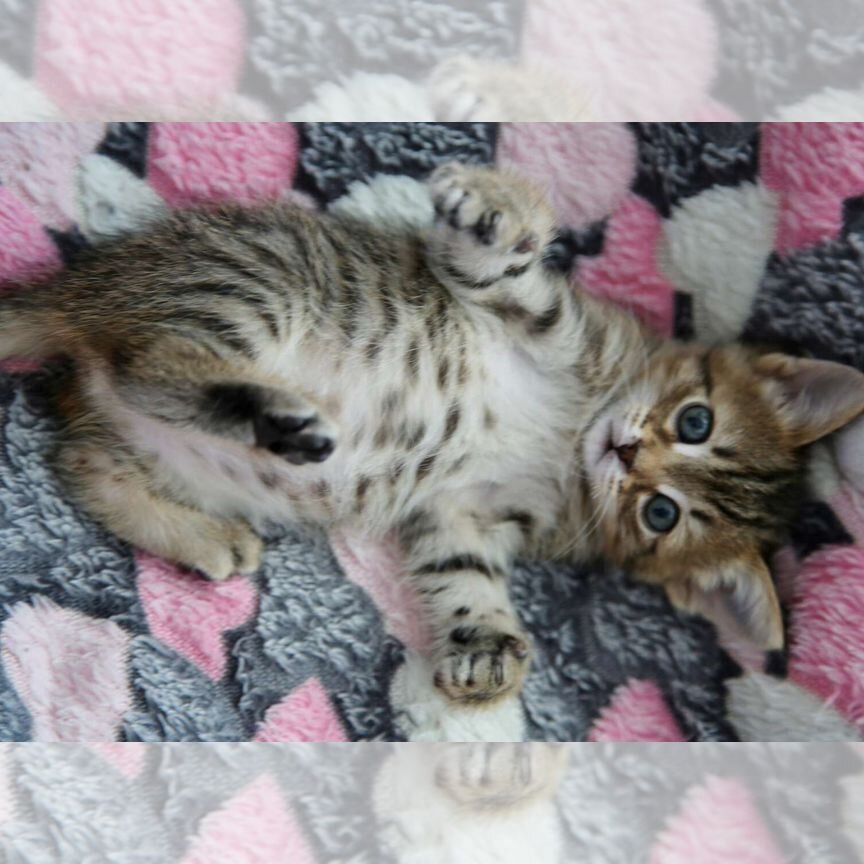 Бенгальские котята, метисы