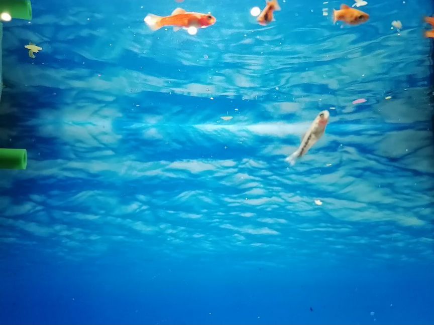 Рыбки меченосцы