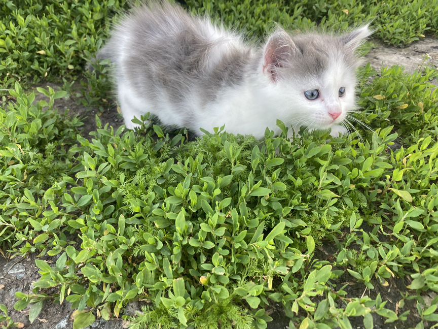 Котята в добрые руки мальчики