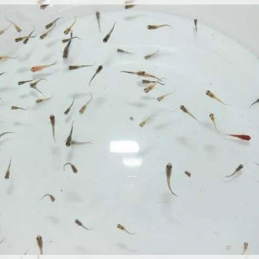 Мальки гуппи