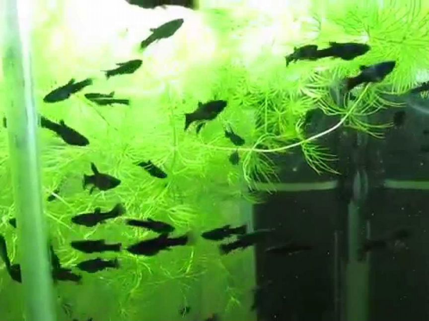 Моллинезия велифера и лира