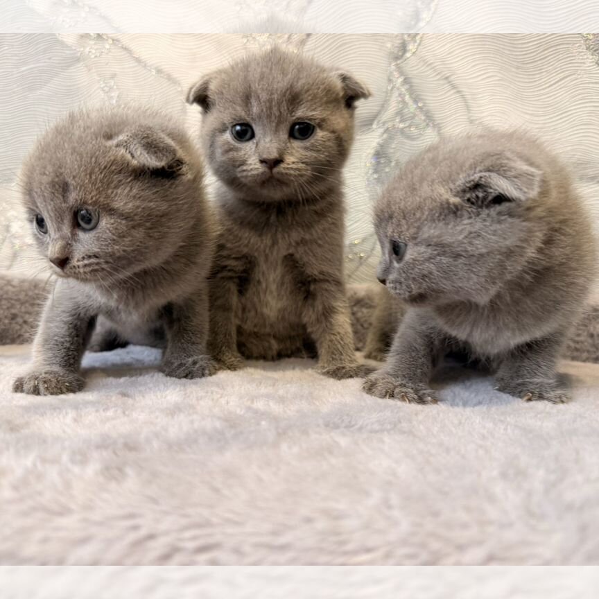 Шотландский вислоухий короткошёрстный котёнок
