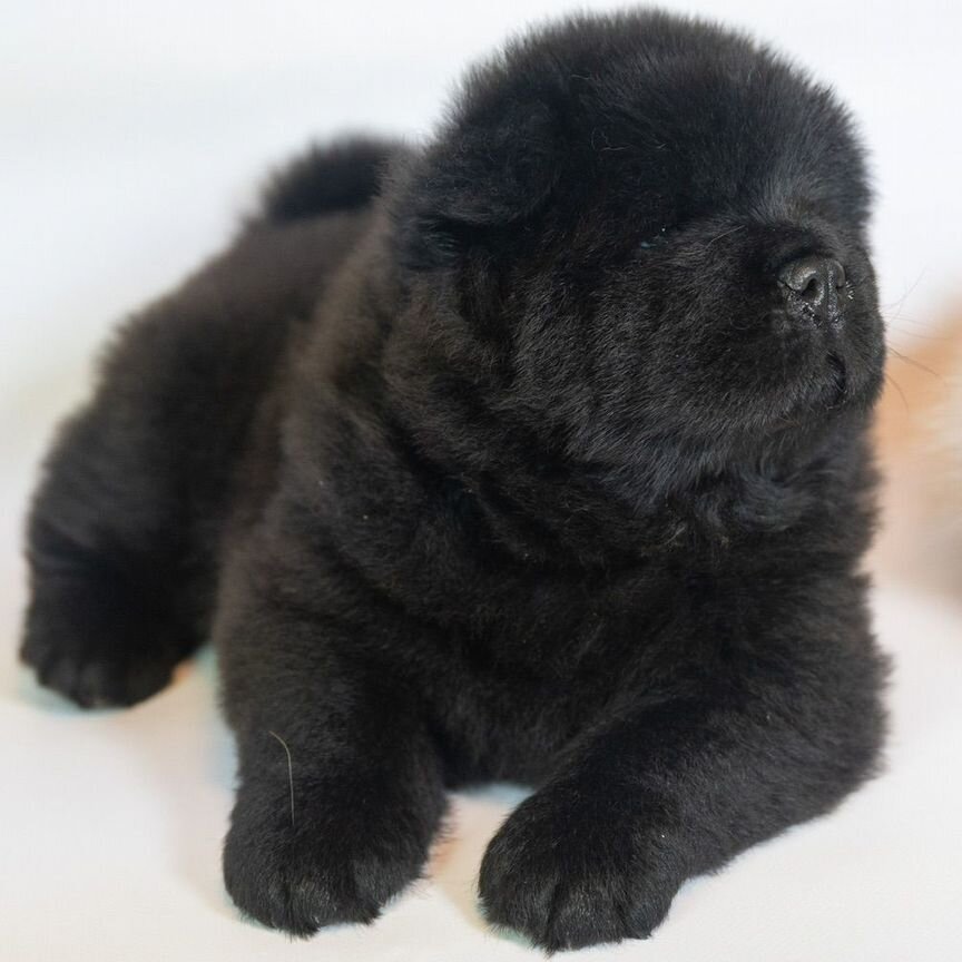 Чау-чау, щенок