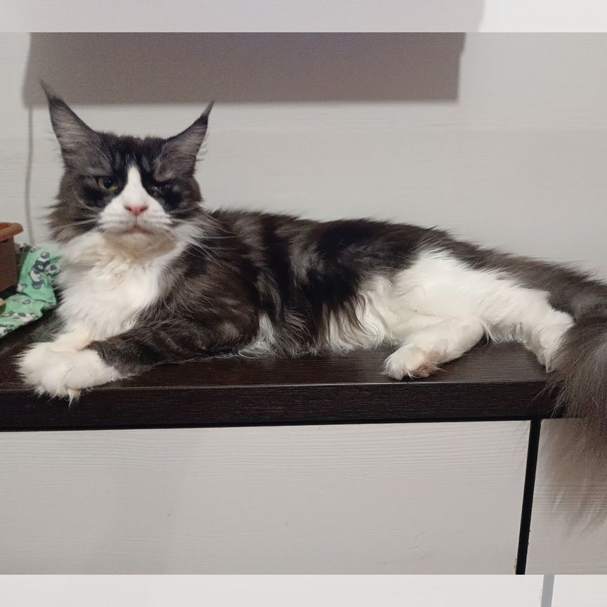 Мейн-кун, взрослая кошка