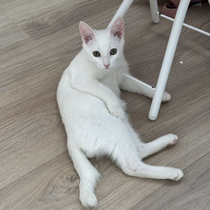 Котята 5 месяцев