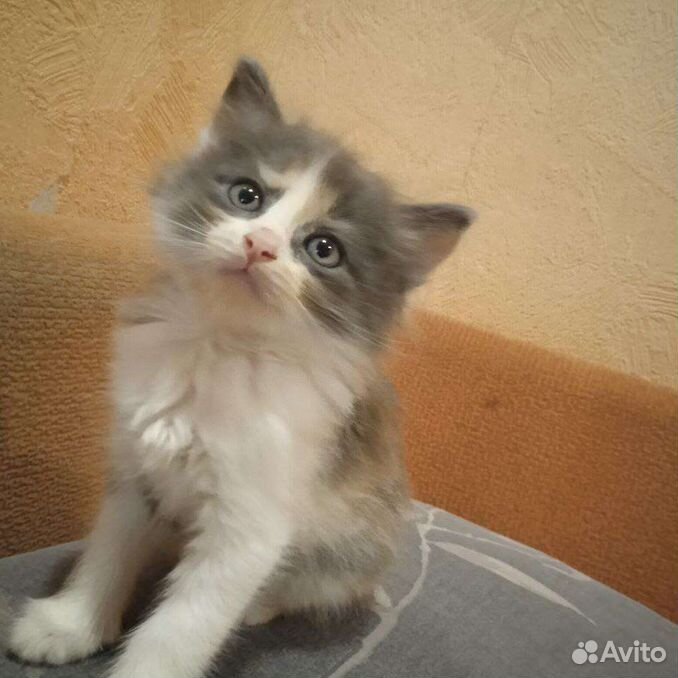 Котята девочки в добрые, необычный окрас