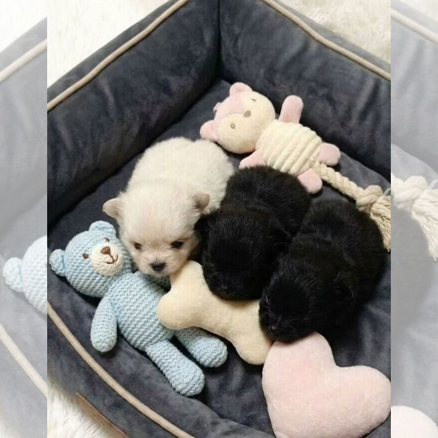 Померанский шпиц, щенок