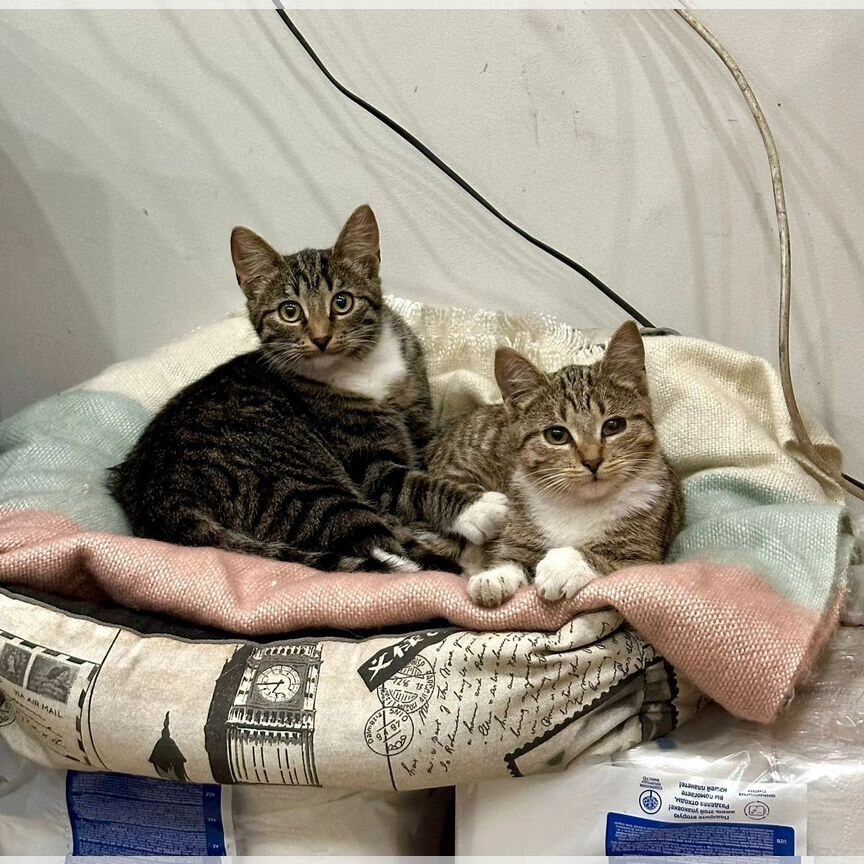 Стерилизованные котята