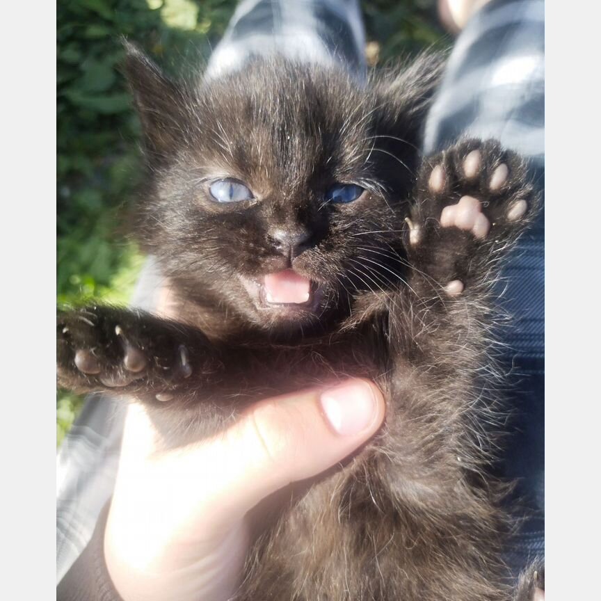 Котята в добрые руки