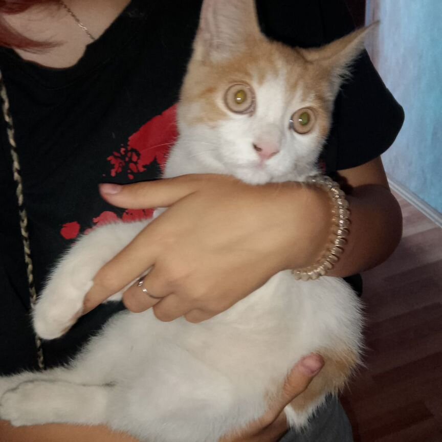 Котёнок возраста около полу года