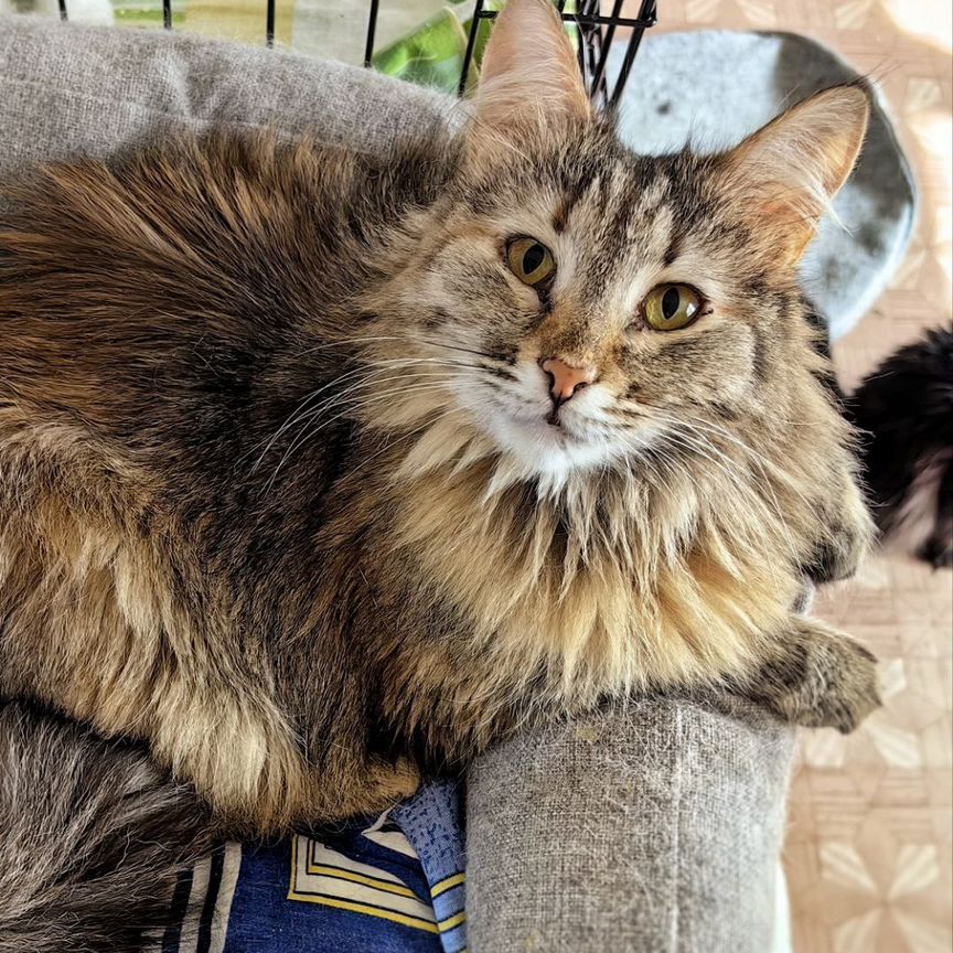 Кошечка Кира в добрые руки