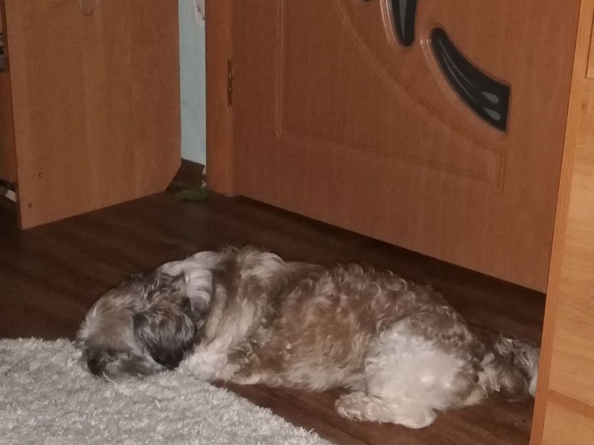 Нашел Собака ши-тцу