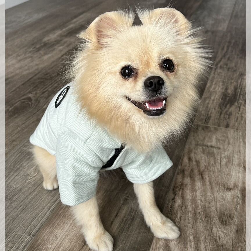 Немецкий шпиц Челси ищет настоящего друга