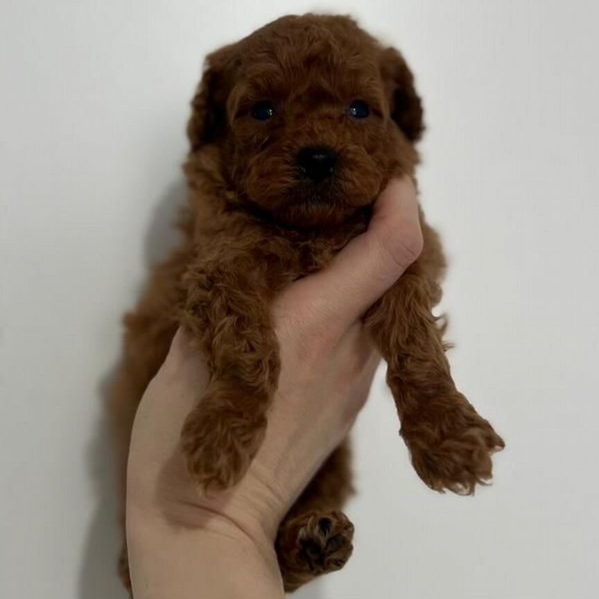 Той-пудель, щенок