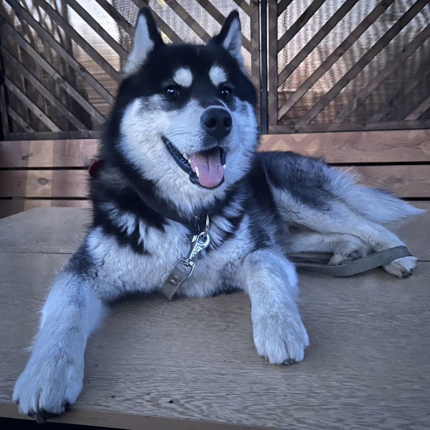 Аляскинский хаски, взрослый пёс