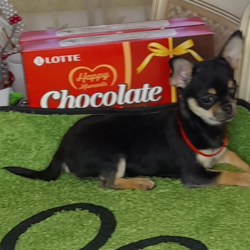 Чихуахуа, щенок