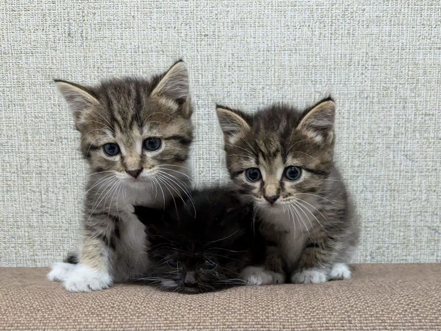 Отдам в добрые руки замечательных котят
