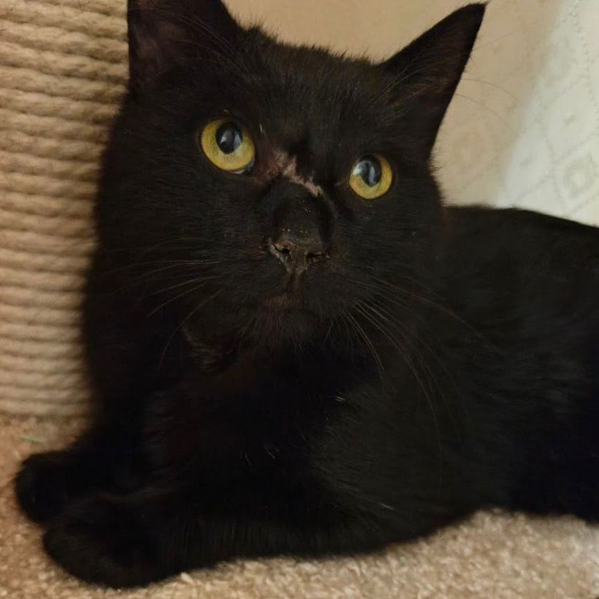 Взрослый кот в добрые руки