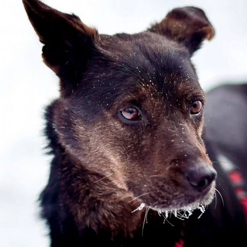 Взрослая собака в добрые руки