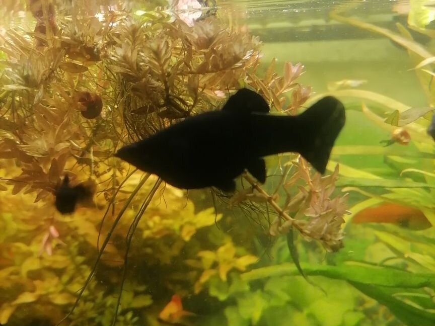 Аквариумные рыбки