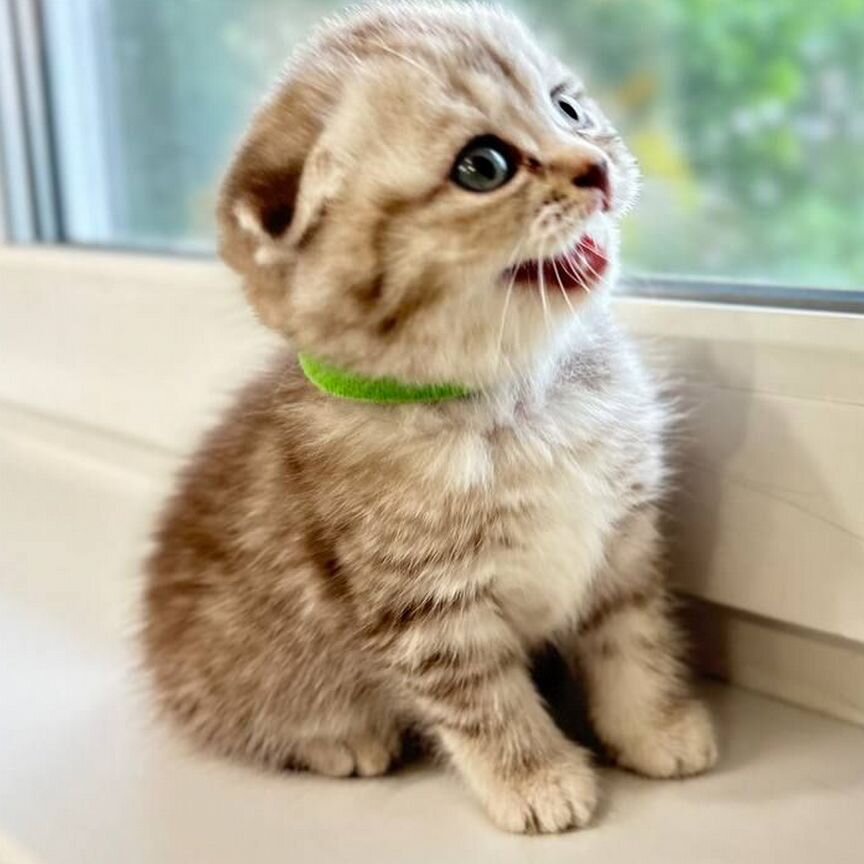 Шотландский вислоухий короткошёрстный котёнок