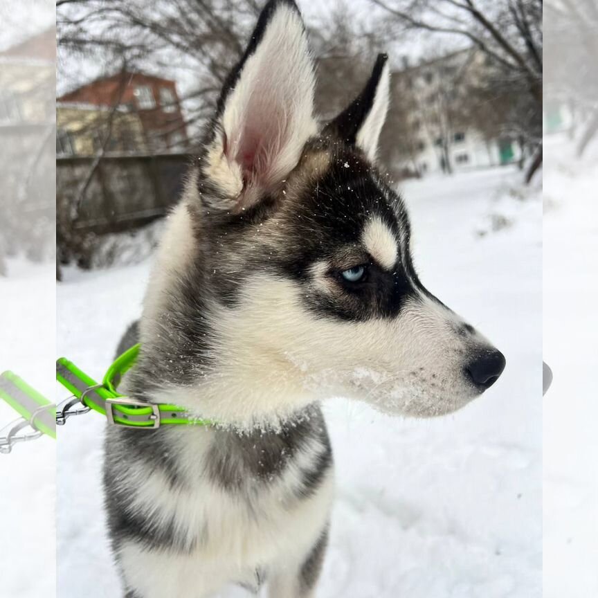 Сибирский хаски, щенок