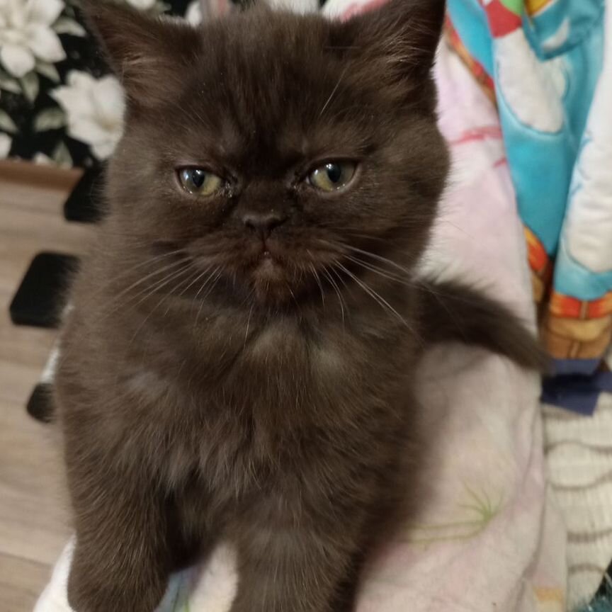 Экзотические короткошерстные котята