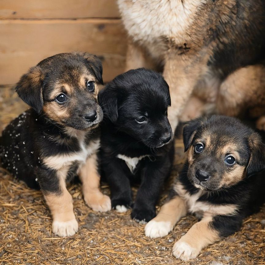 Щенок в добрые руки