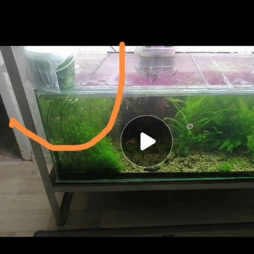 Аквариумные растения