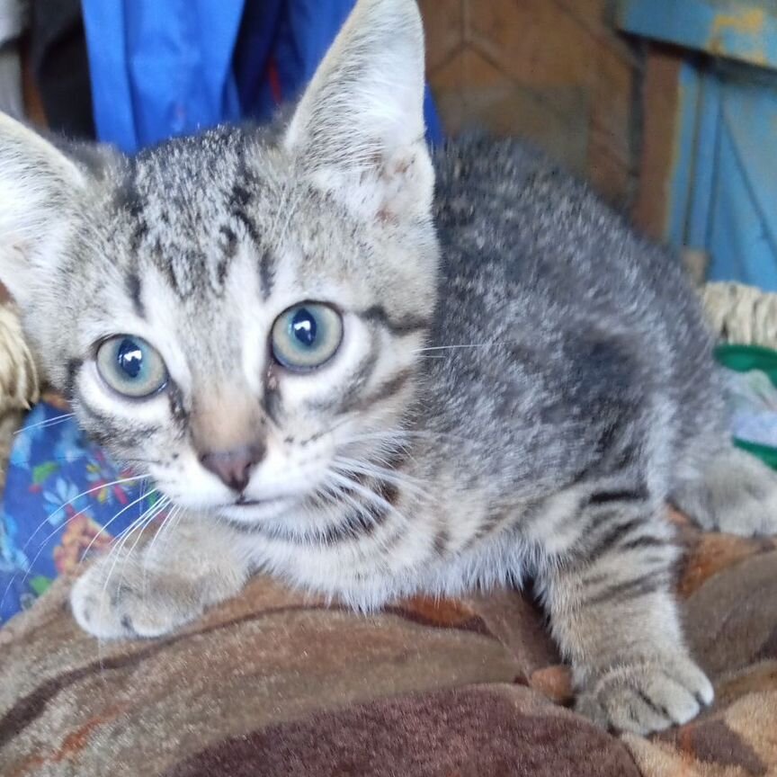 Отдам котят в добрые руки