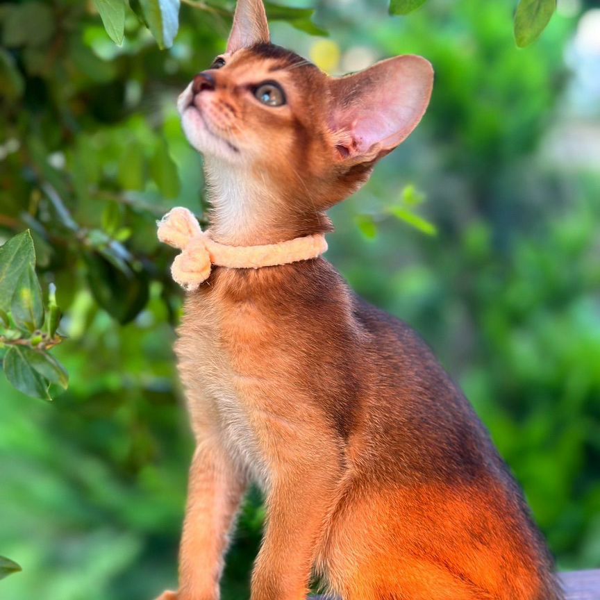 Абиссинские котята из Леофар