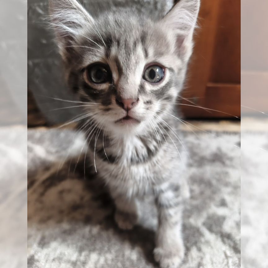 Котёнок в добрые руки