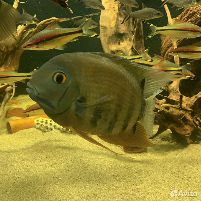 Рыба северум красноплечий