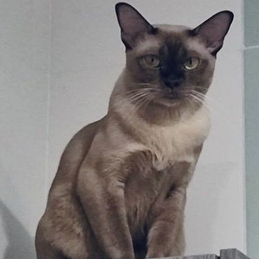 Продам взрослую кошечку 2 года