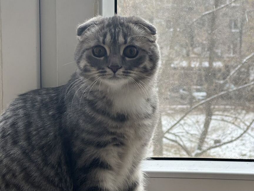 Кошечка Шотландская Вислоухая