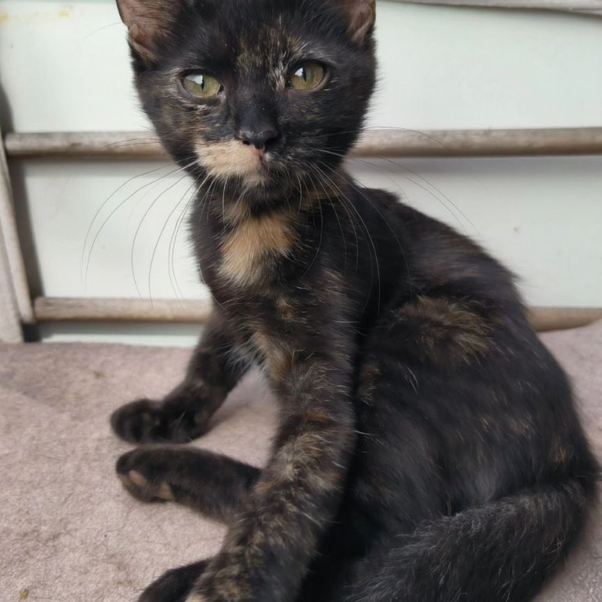 Кошки в добрые руки бесплатно