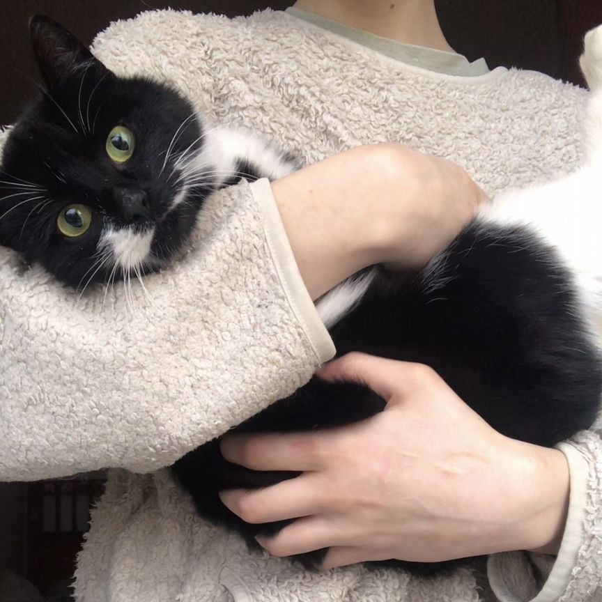 Взрослая кошка в добрые руки