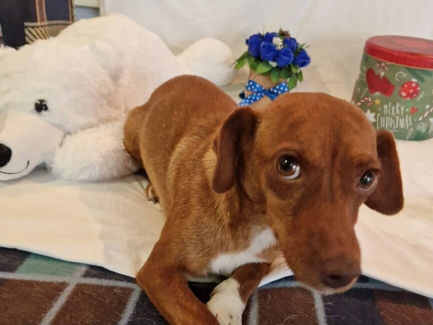 Соня из приюта метис таксы