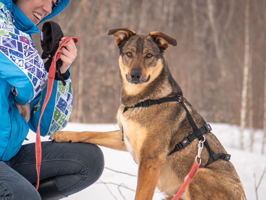 Молоденькой, позитивной собачке не место в приюте
