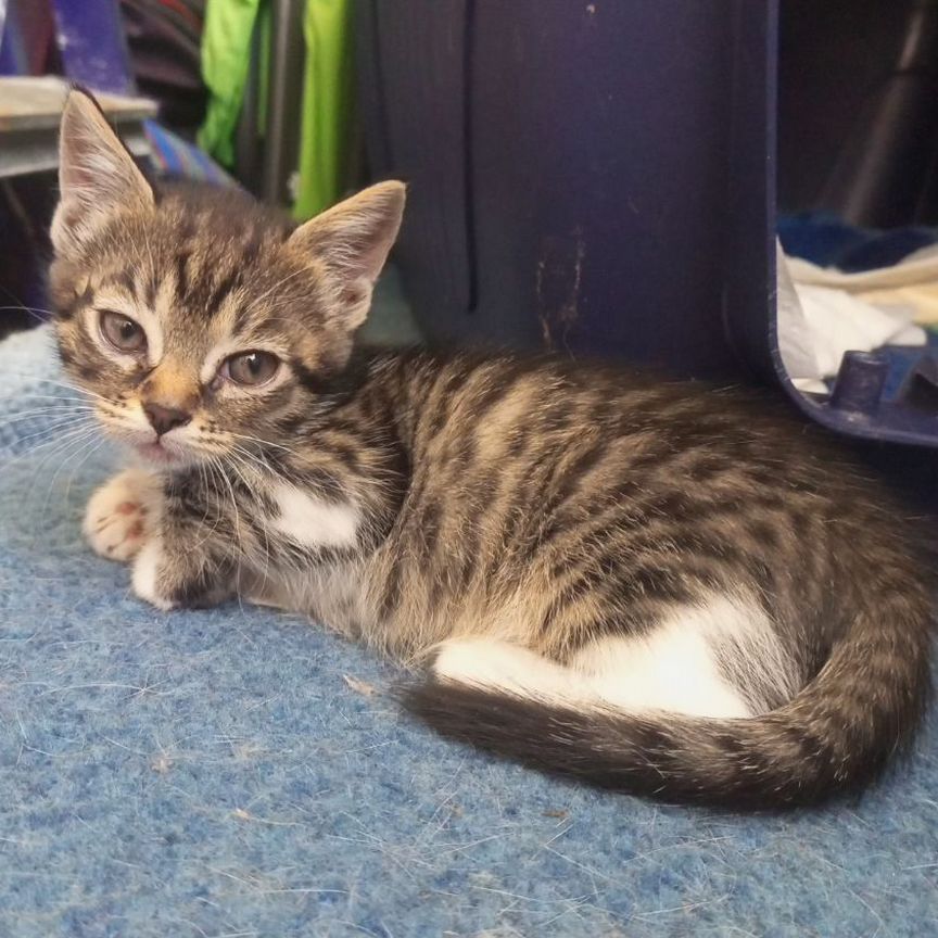 Котёнок в добрые руки