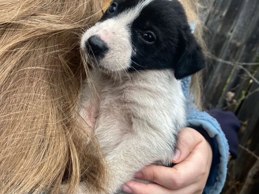 Щенки у дороги