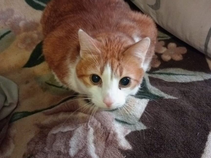 Кот Кеша в добрые руки