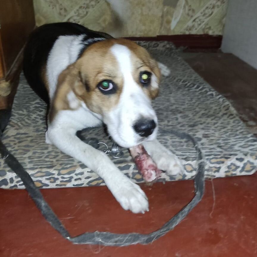 Эстонская гончая